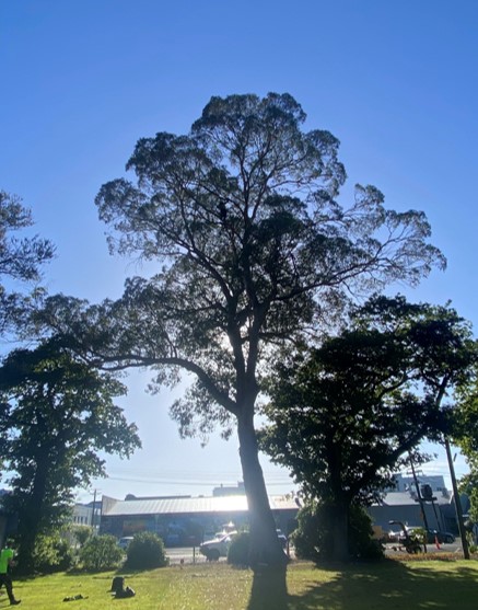 Tree Health Assessments | Otago and Southland Tree Services - Cut Above ...